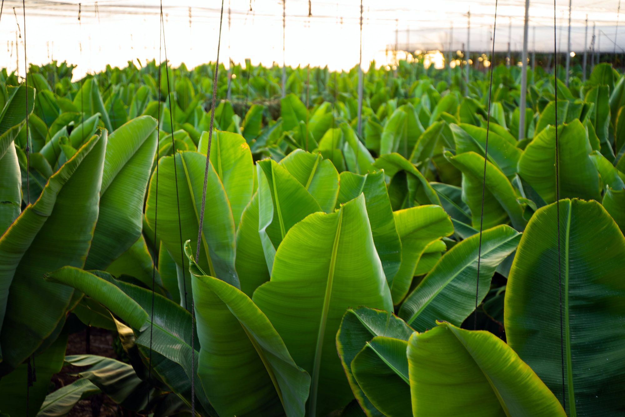 Gourmets La Calabacera